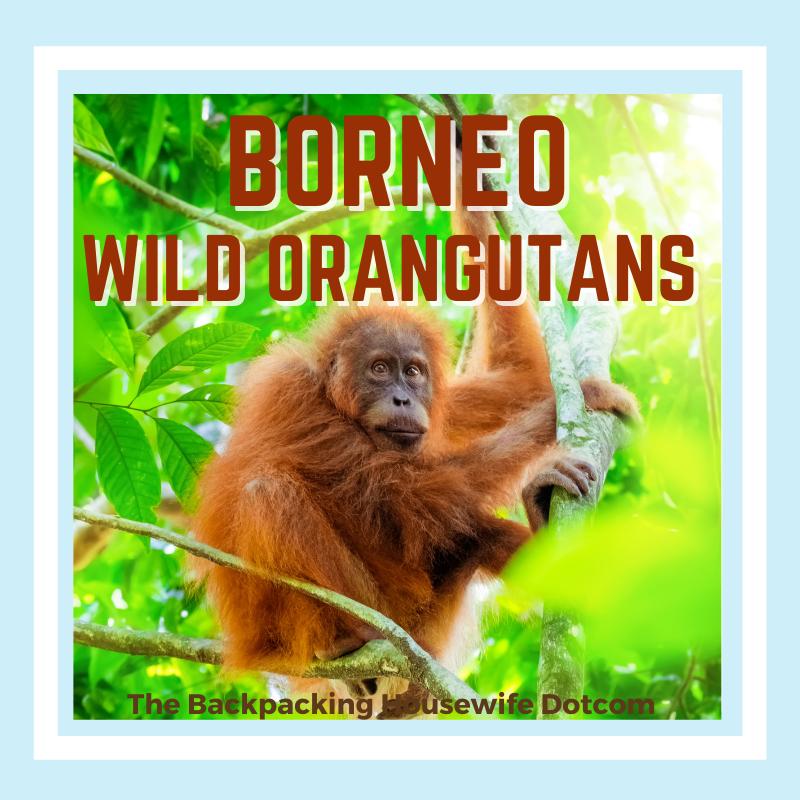 Borneo's Wild Orangutans - The Backpacking Housewife